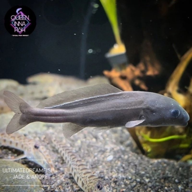 Jual Baby Dolphin | Lumba Lumba Ikan Hias Air Tawar | Shopee Indonesia