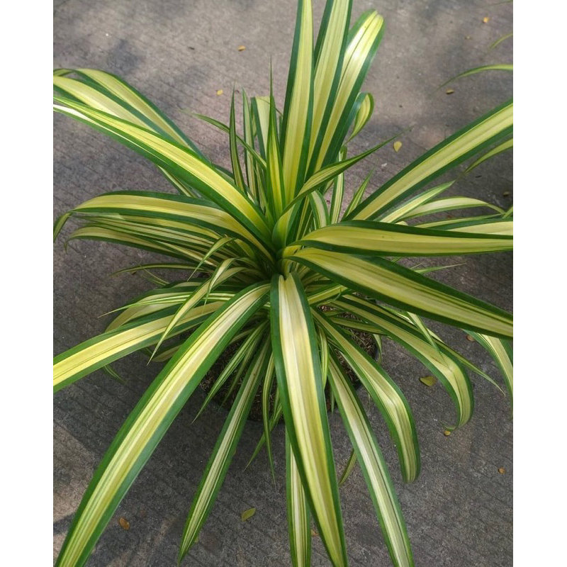 Jual Tanaman Hias Pandan Varigata/Pandan Varigata Kuning | Shopee Indonesia