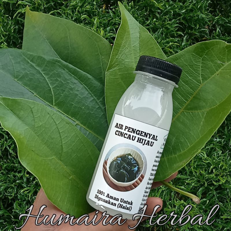Jual Cincau Hijau Paket Daun Cincau Dan Pengenyal Untuk 3Liter Cincau ...