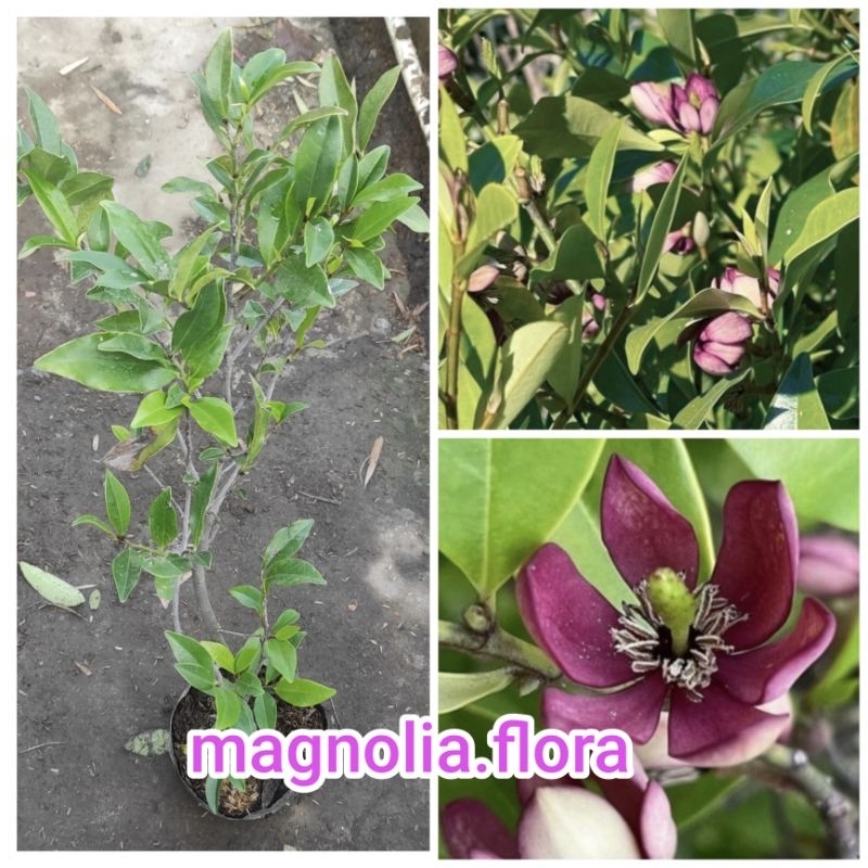 Jual [BESAR] Magnolia figo "Stellar ruby" / purple magnolia figo ...