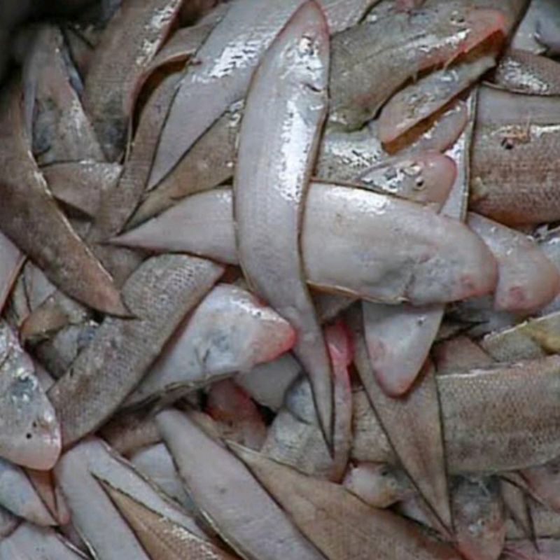 Jual ikan Lidah Segar Fresh - 1 Kilogram | Shopee Indonesia