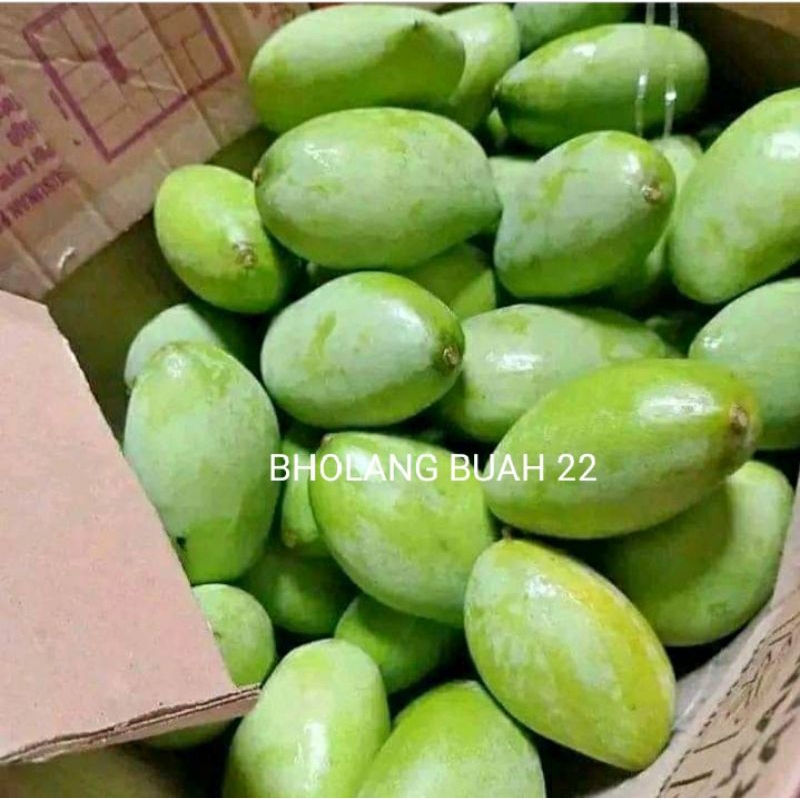 Jual MANGGA MUDA ISI 500gram | Shopee Indonesia