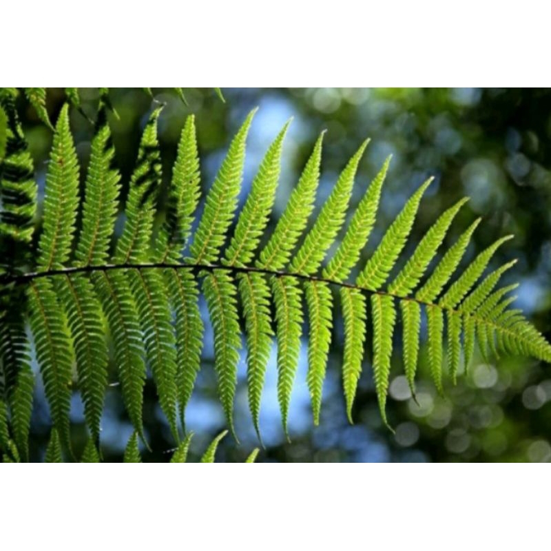 Jual daun pakis segar 200gram | Shopee Indonesia