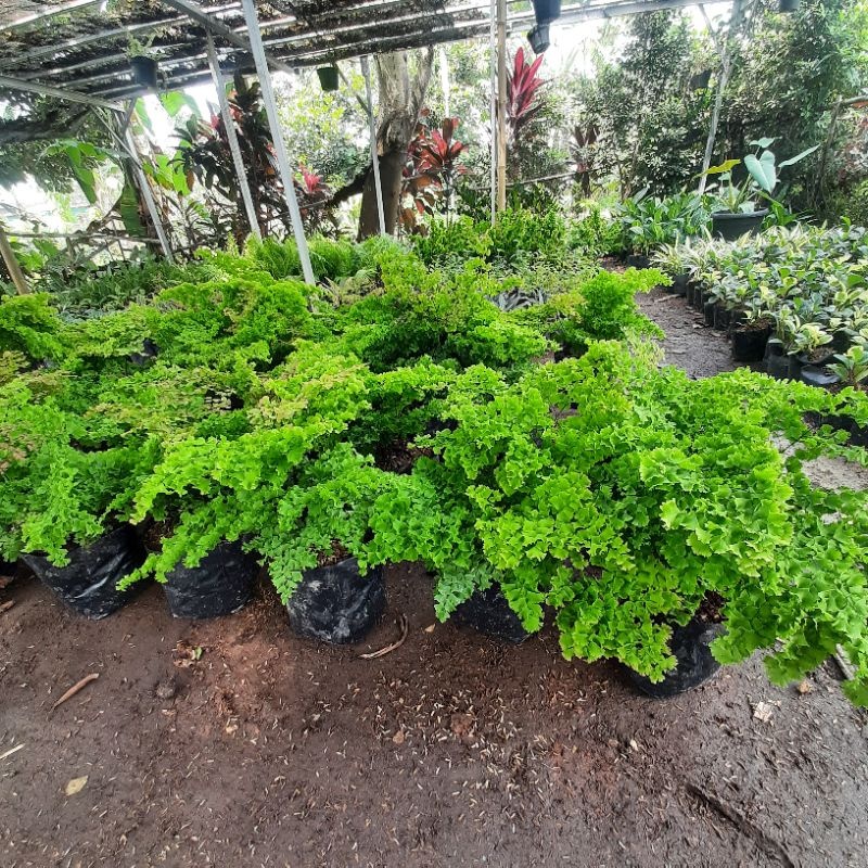 Jual {BISA COD} tanaman suplir keriting suplir kribo suplir tumpuk daun ...