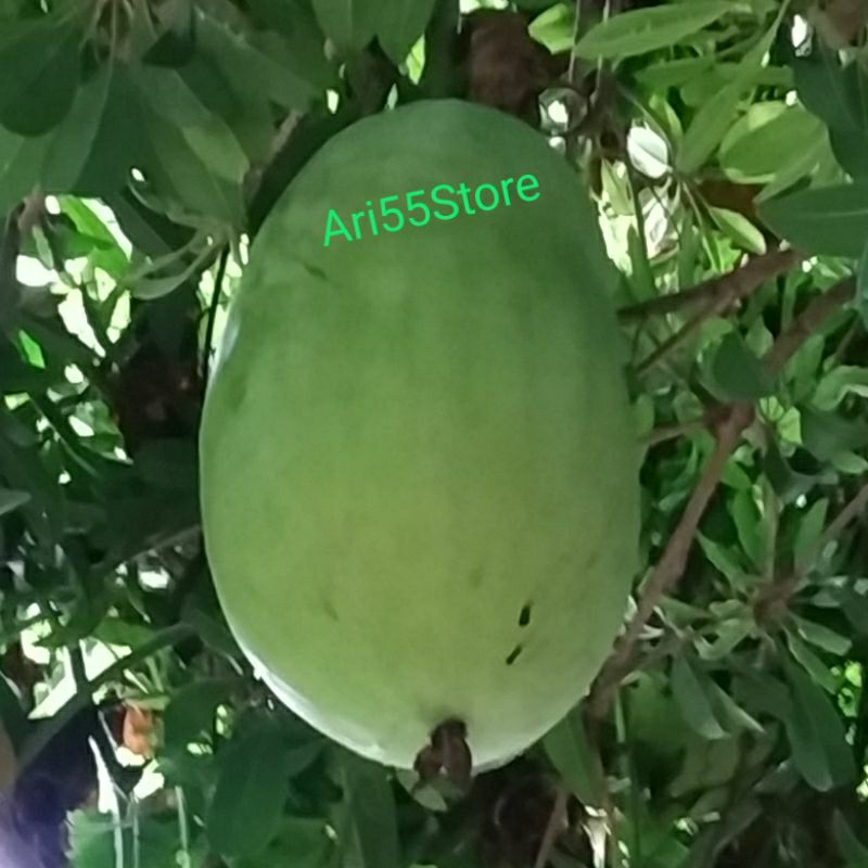 Jual Buah Bligo / Buah Kundur Fresh Ukuran Kecil | Shopee Indonesia