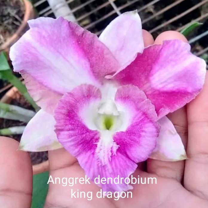 Jual Anggrek Dendrobium King Dragon bunga lebar | Shopee Indonesia