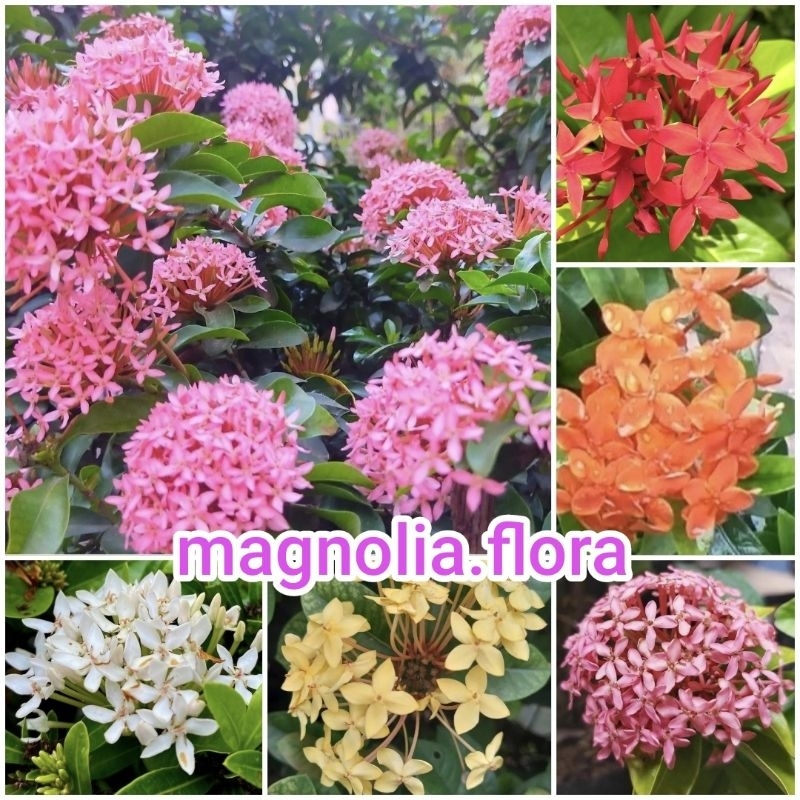 Jual Ixora jepang / asoka soka jepang mini bibit tanaman hias bunga ...