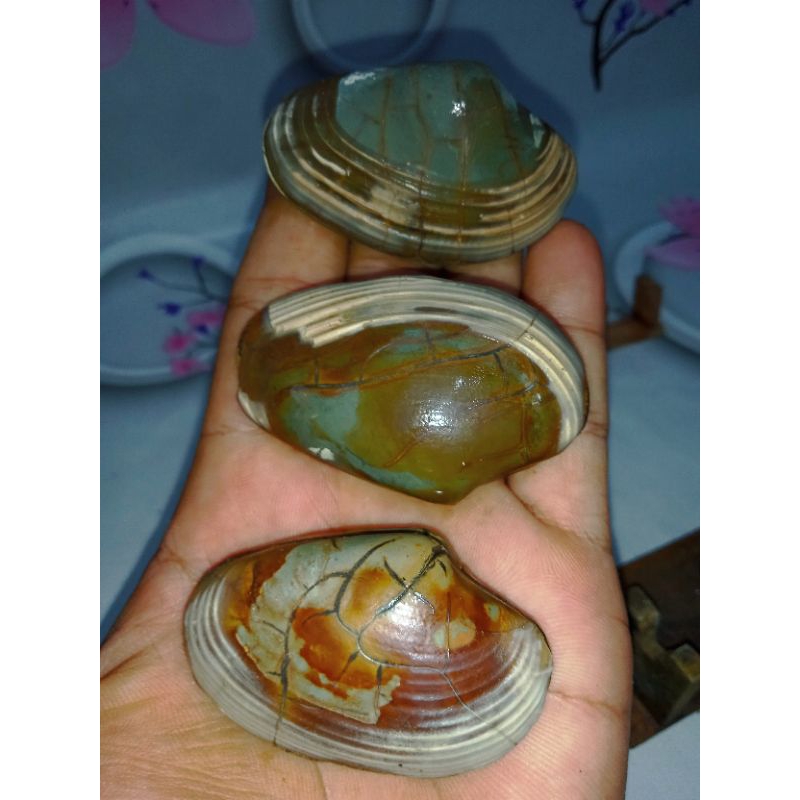 Jual natural fosil kijing buntet | Shopee Indonesia