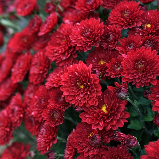 Jual Biji Bunga Krisan Merah Beautiful Dark Red Chrysanthemum (Isi 5 ...