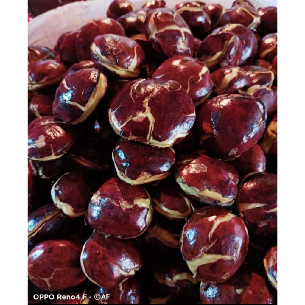 Jual Jengkol tua super premium/jengkol tua/jengkol sepi/jengkol 500gram ...