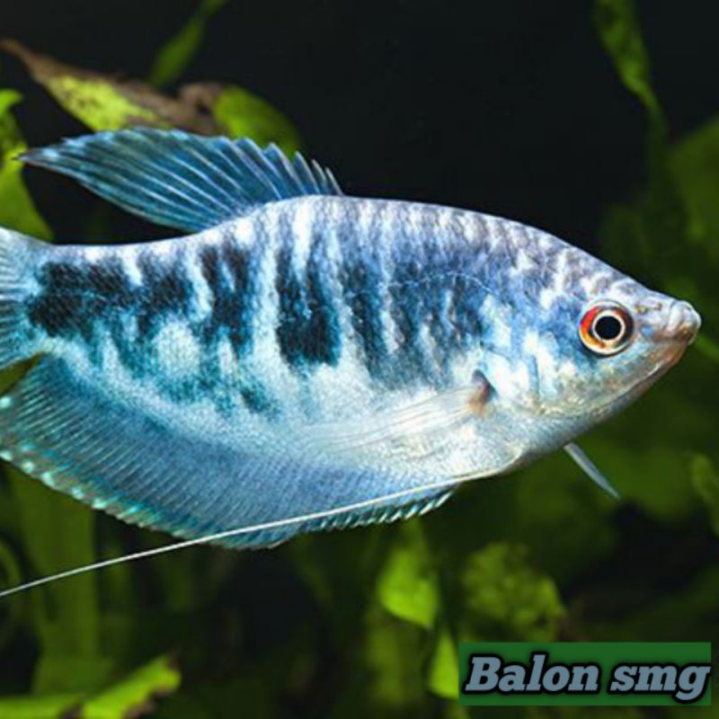 Jual Hiasan sepat biru | Shopee Indonesia