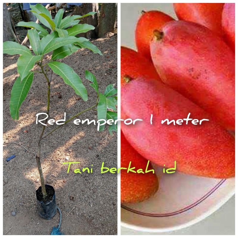 Jual bibit mangga red emperor 1 meter | Shopee Indonesia