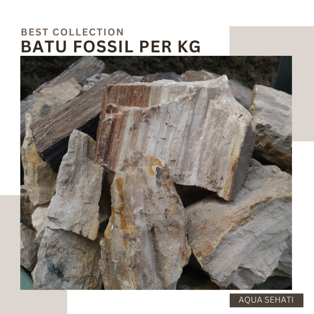 Jual BATU FOSIL KAYU / SERAT KAYU FOSIL AKUARIUM AKUASCAPE PER KILO ...