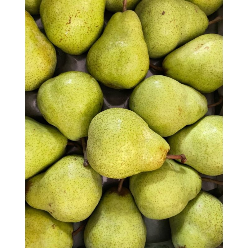 Jual Pir Pakam | Pakam Afrika | Pir pakam afrika bandung | vegespot ...