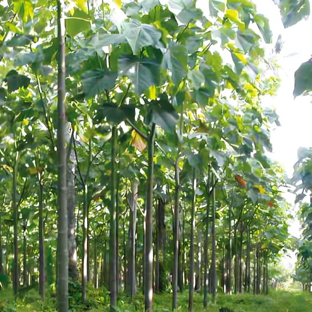Jual Bibit Tanaman Pohon Balsa Unggul Siap Tanam | Shopee Indonesia