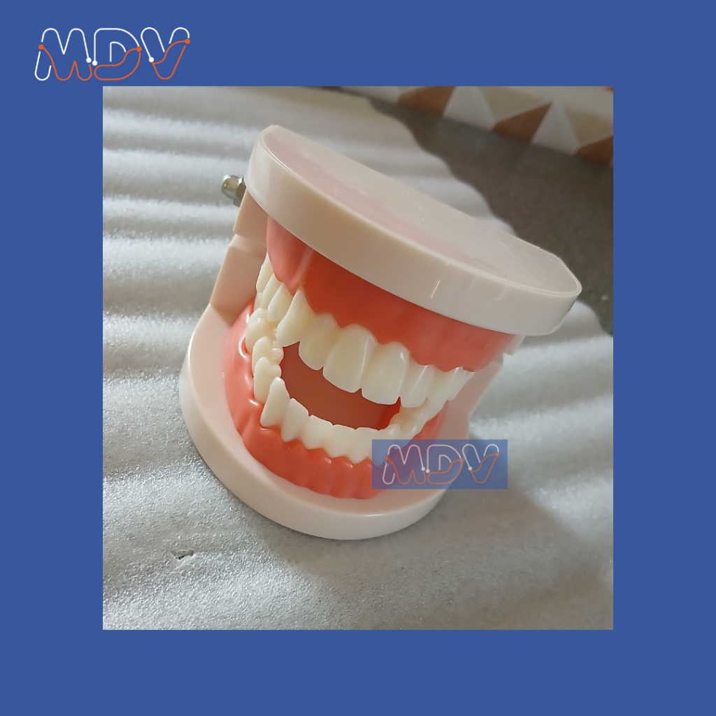 Jual DENTAL MODEL STUDY EDUKASI DOKTER GIGI PHANTOM STUDI RAHANG GIGI ...