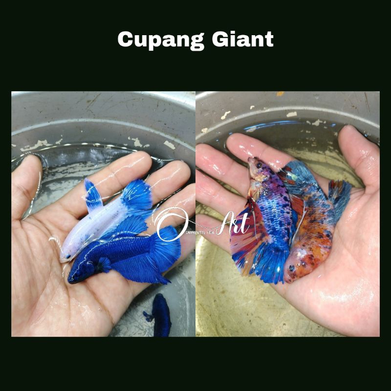 Jual CUPANG VARIASI GIANT MULTICOLOUR MALE DAN FEMALE GIANT | OBAT BIRU ...