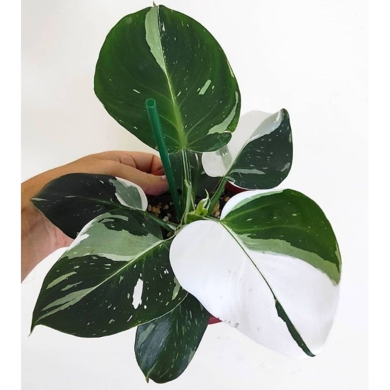 Jual phillo dendron white wizzard - tanaman hias phillo - phillo putih ...