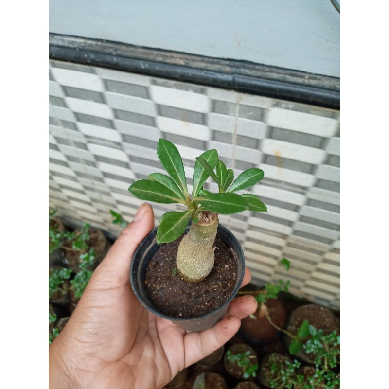 Jual mini adenium pot 8cm | Shopee Indonesia