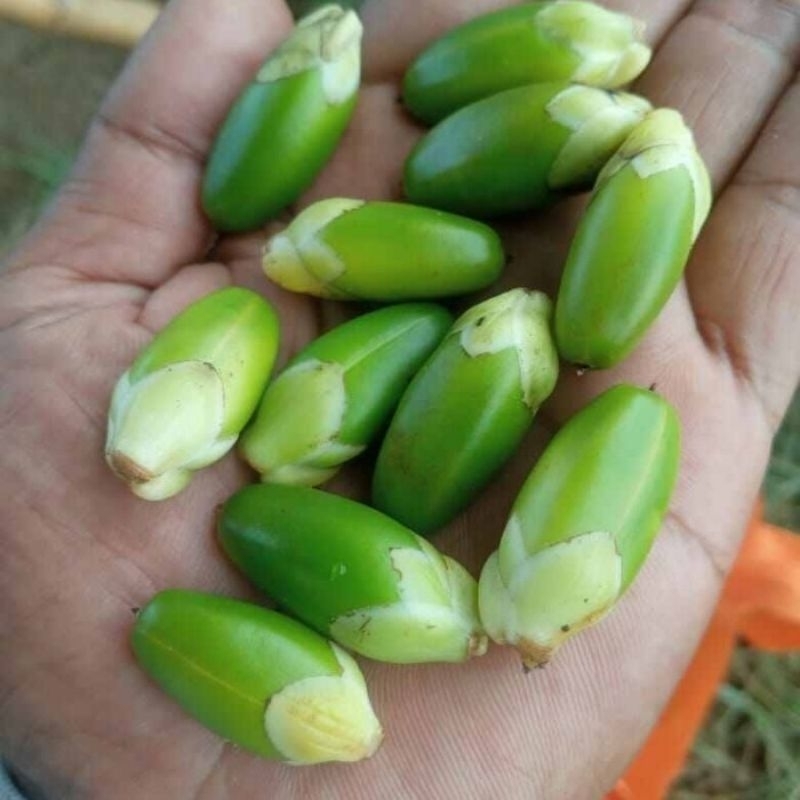 Jual Herbal Jeruju/ Daruju segar isi 50 Butir | Shopee Indonesia