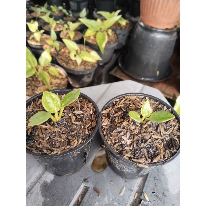 Jual anthurium mangkok tapak dewa ori ( paketan 2 pohon) | Shopee Indonesia