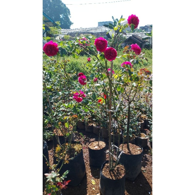 Jual tanaman hias mawar Kate rose 7KG | Shopee Indonesia