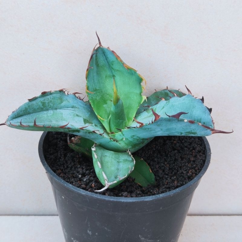 Jual agave titanota blue ball | Shopee Indonesia