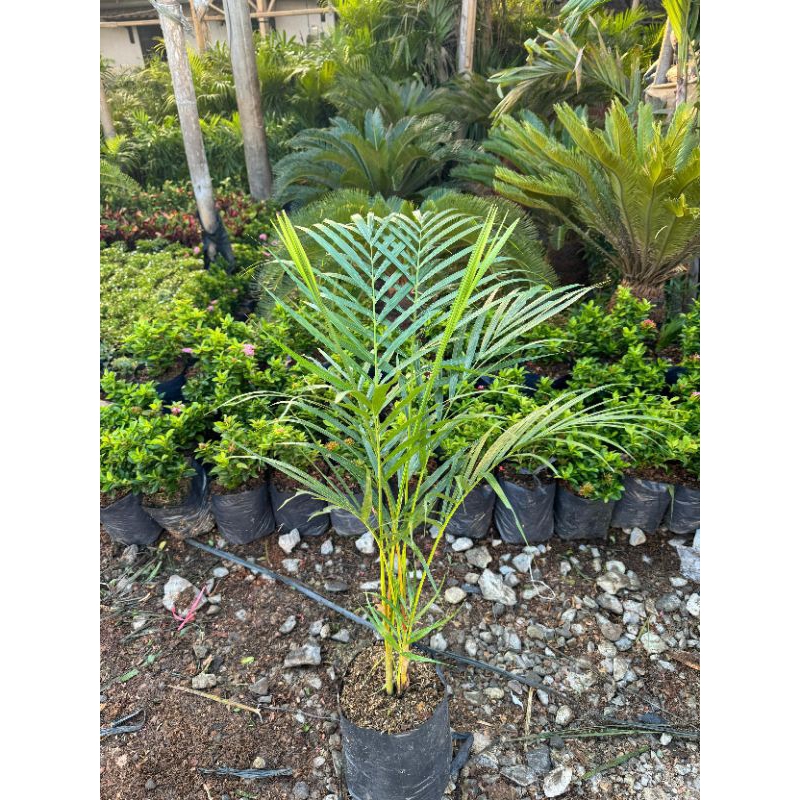 Jual Pohon palm kuning tanaman palm kuning tinggi 60cm - 70cm | Shopee ...