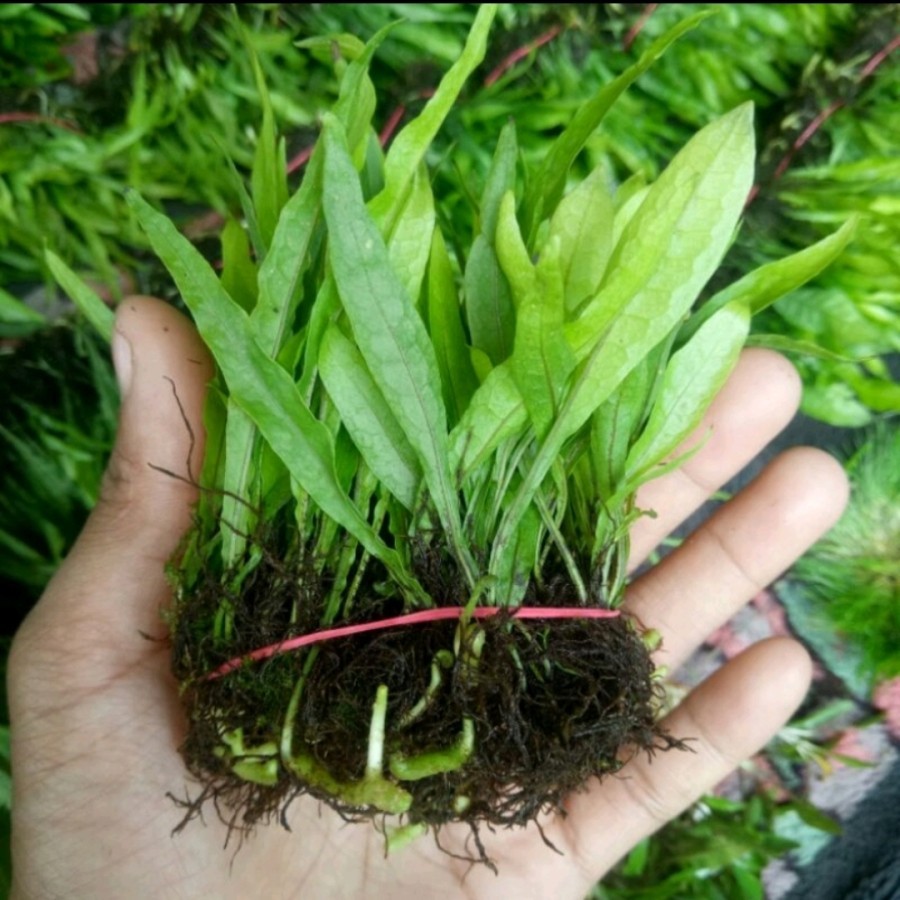 Jual kadaka Java fern mini tanaman aquascape/aquarium | Shopee Indonesia