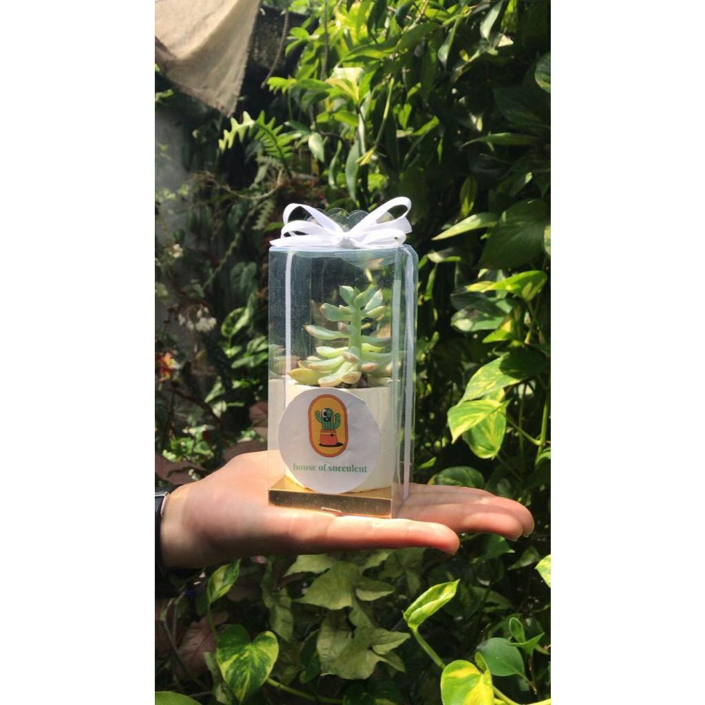 Jual SOUVENIR | GIFT BOX | SUKULEN MINI (Tanaman Hidup, Tanaman Hias ...