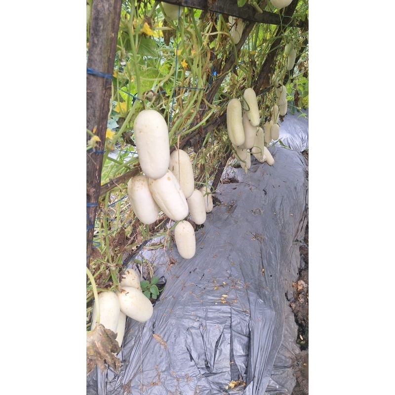 Jual Timun Putih Jumbo White Wonder Bianco Lungo Cucumber isi 150 Butir ...