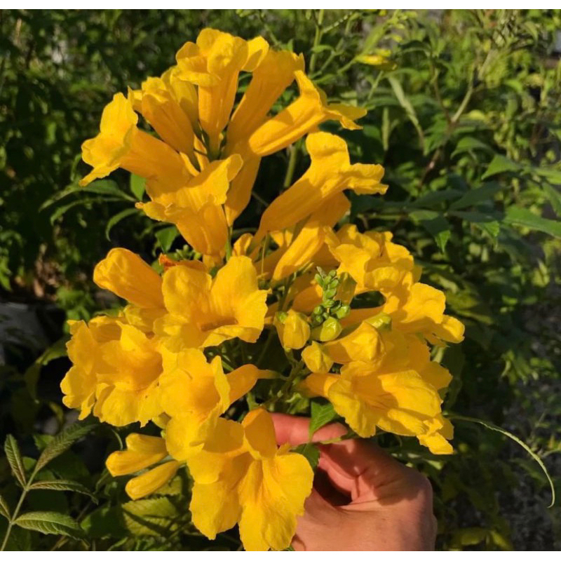Jual tanaman tecomaria tinggi 50-80cm bunga kuning pohon tecoma stans ...