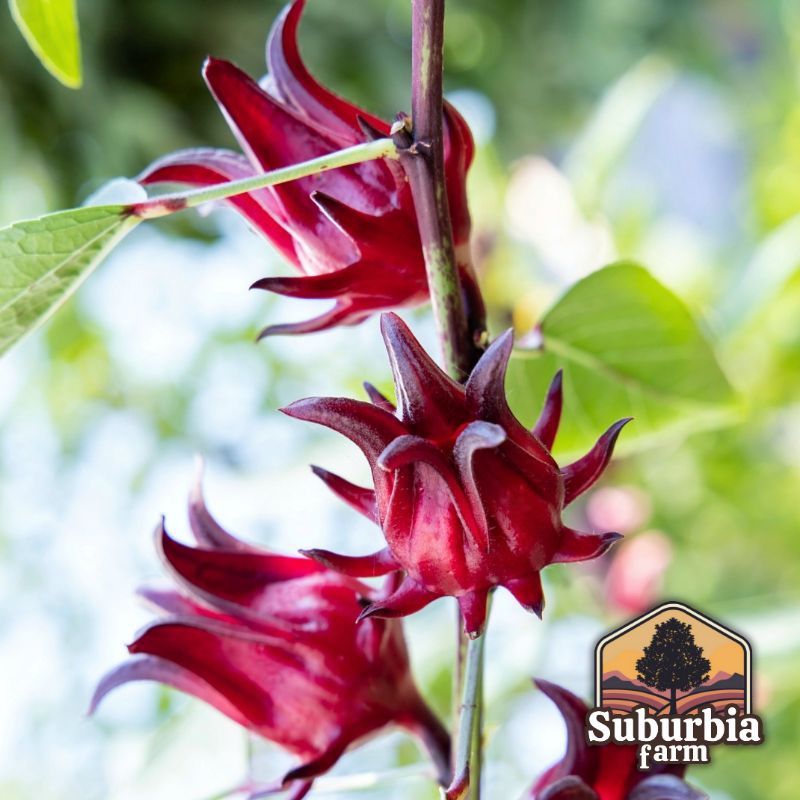 Jual 100 Biji Benih Bunga Rosella Merah Bibit Rosela | Shopee Indonesia