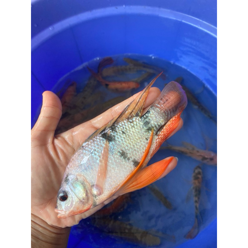 Jual BIBIT IKAN NILA KUMPAI SLAYER NILA GONDRONG SEHAT BERKWALITAS 3-4 ...