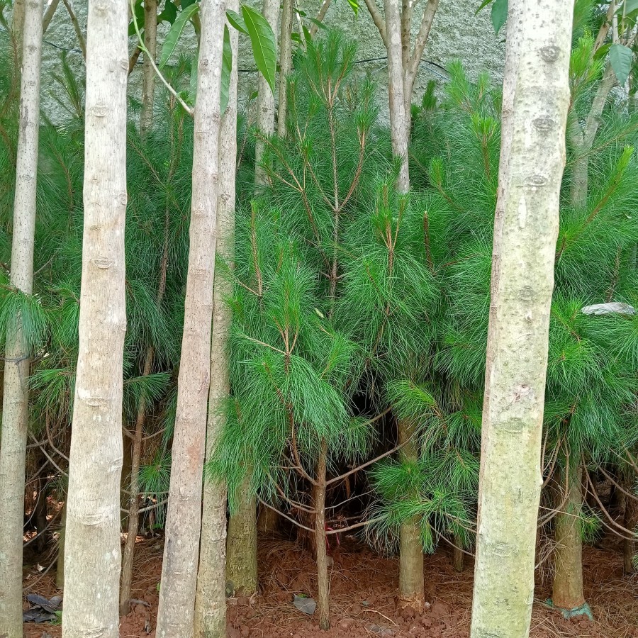 Jual tanaman cemara pinus merkusi 3 meter pohon pinus | Shopee Indonesia