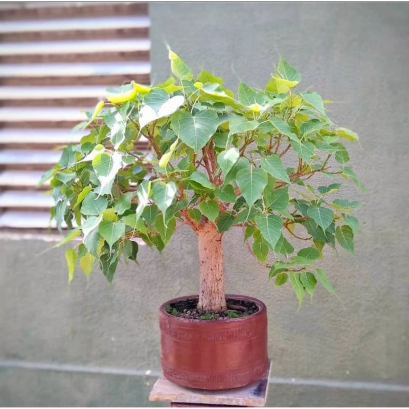Jual Promo! bibit pohon bodhi bibit bonsai Bodhi tanaman Bodhi vicus ...
