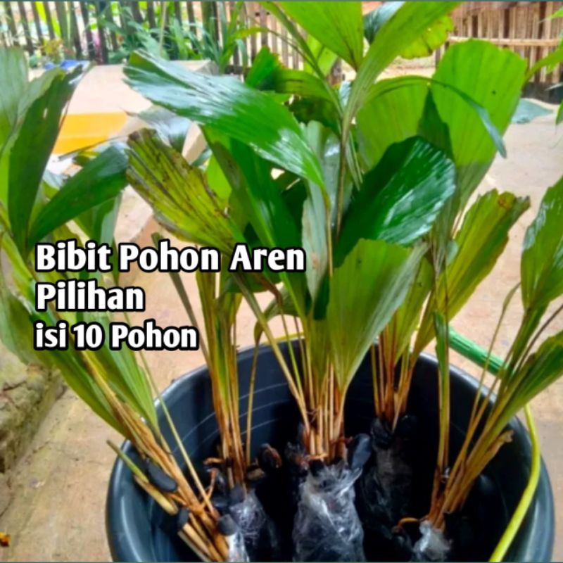 Jual Bibit Pohon Aren Genjah isi 10 Pohon / Pohon Aren Nira Pilihan ...