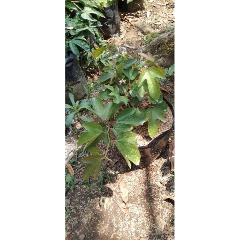 Jual tanaman rambat pasiflora bunga merah | Shopee Indonesia
