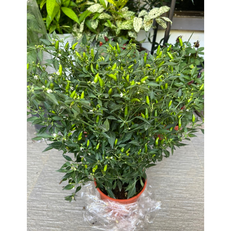 Jual PAKET 4 POT TANAMAN CABE RAWIT SETAN HIDUP POHON CABAI RAWIT BISA ...