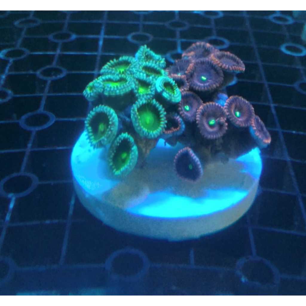 Jual Polip Buton MIX Merah & Hijau [FRAG] - Red & Green People Eater ...