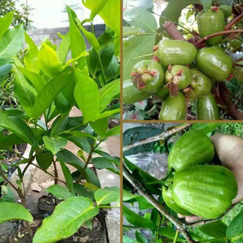 Jual INDUKAN JAMBU (BERBUAH/BERBUNGA) | Shopee Indonesia