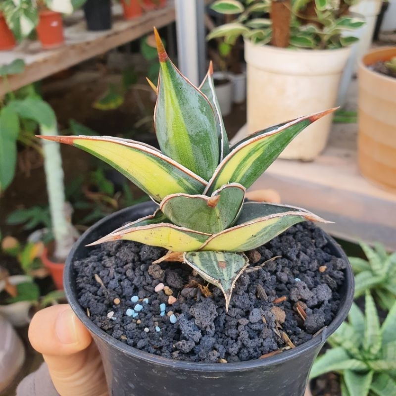 Jual Sansevieria Pinguculata Variegata Sensi Sanseviera Pingui Var ...