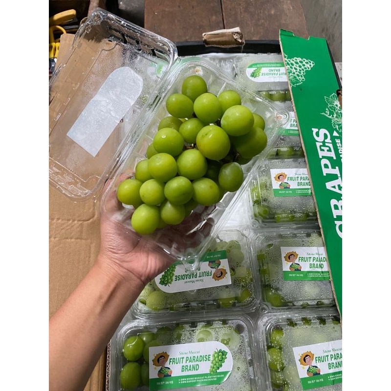 Jual Anggur Hijau Musakat Pack 500gr | Shopee Indonesia