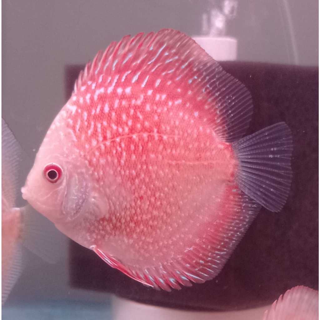 Jual Ikan Discus Red Pigeon Snake 2,5" inch s/d 5" inch | Shopee Indonesia