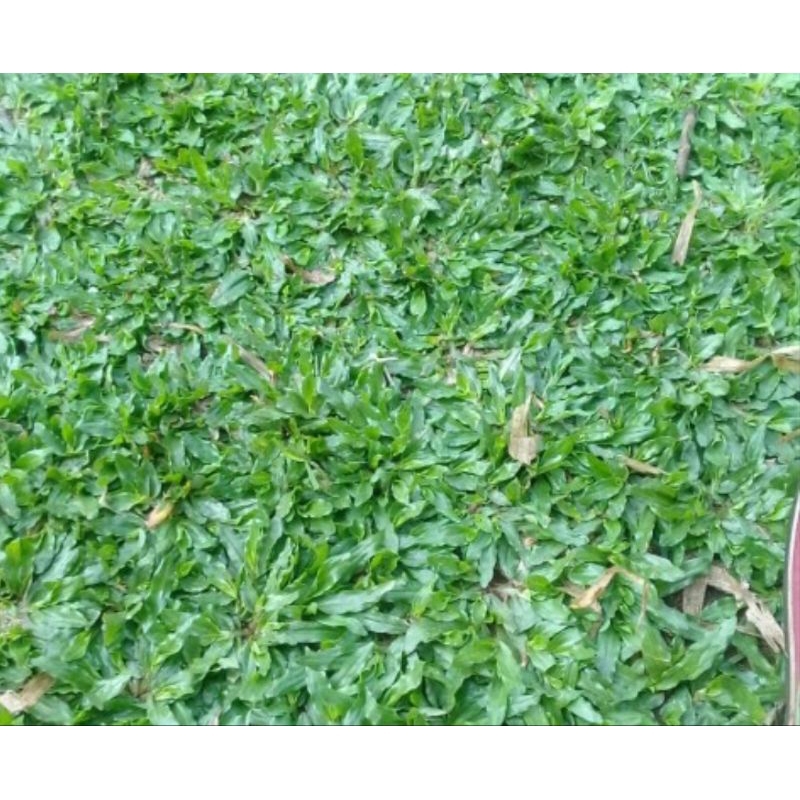 Jual Tanaman rumput gajah mini perkarung karung kecil UK 10KG | Shopee ...