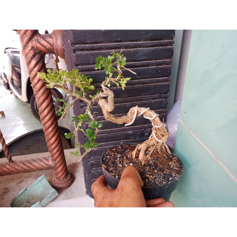 Jual bahan bonsai kawista batu real pict | Shopee Indonesia