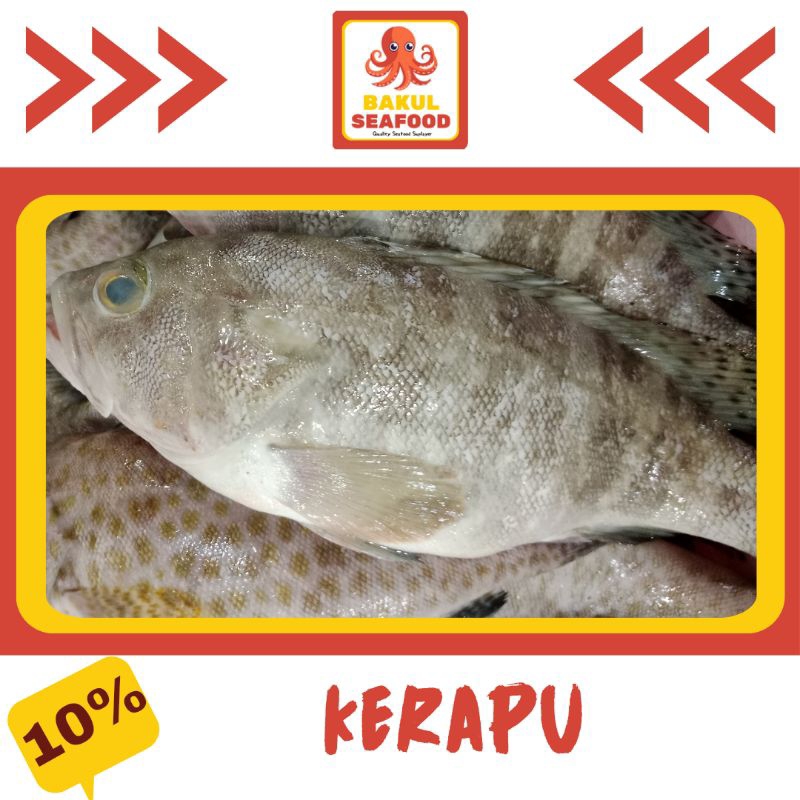 Jual KERAPU 500GR - 1000GR | Shopee Indonesia