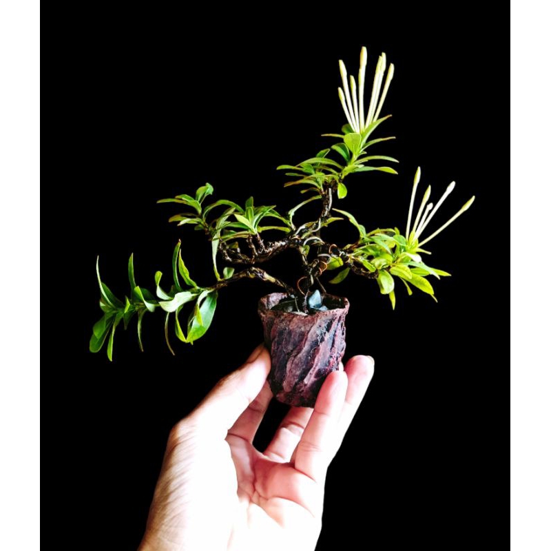 Jual Bahan Bonsai Ixora Japan Yellow Sunkist | Shopee Indonesia