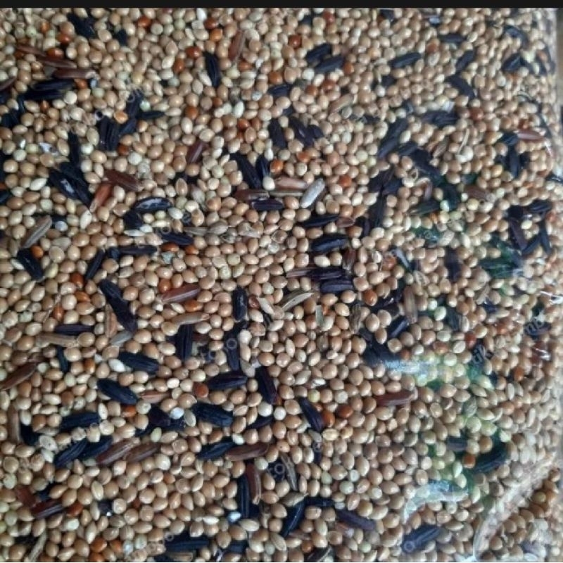 Jual PAKAN BURUNG PERKUTUT [1kg] | Shopee Indonesia