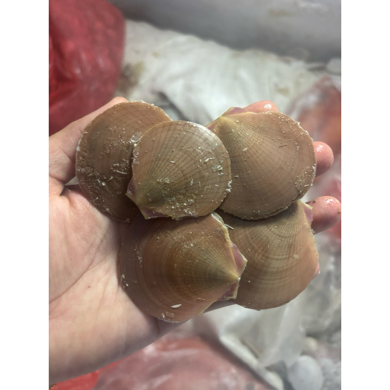 Jual KERANG SIMPING KECIL 1kg | Shopee Indonesia